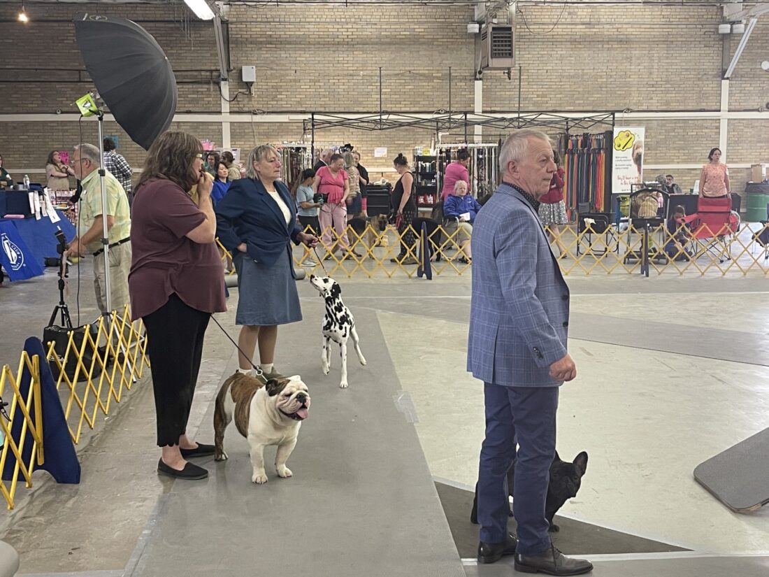 Top dogs show off: Event highlights ‘all-American breeds’ | News ...